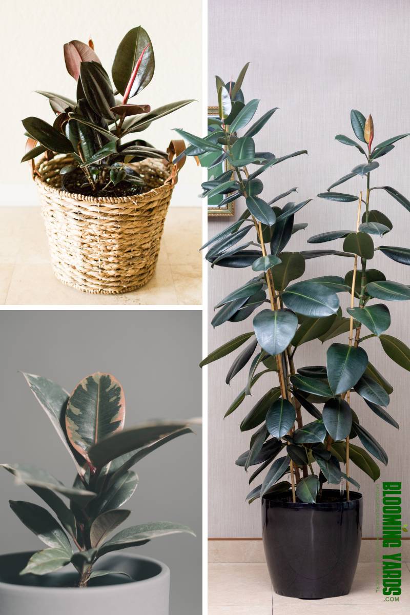 10 Low-Maintenance Plants for Busy People - Blooming Yards Landscaping