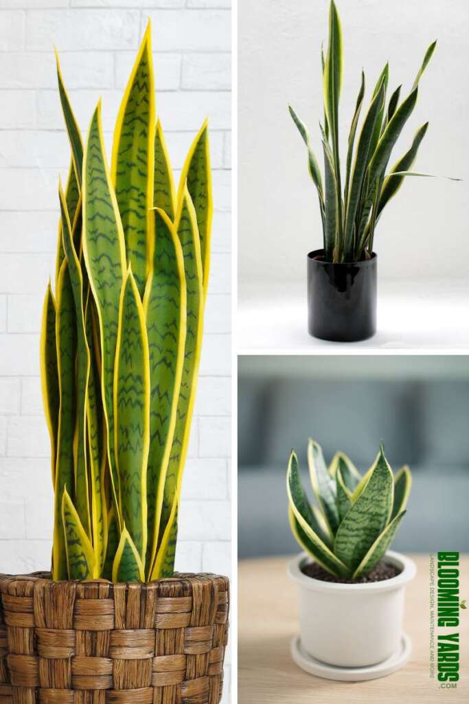 10 Low-Maintenance Plants for Busy People - Blooming Yards Landscaping